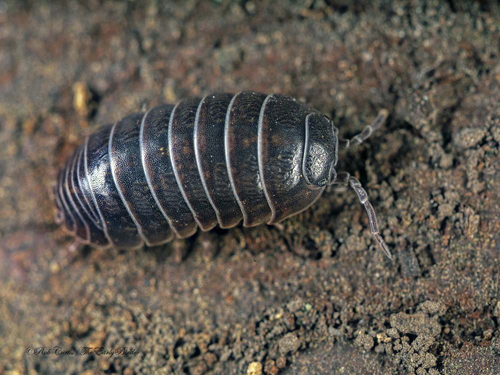 isopods - The Early Birder