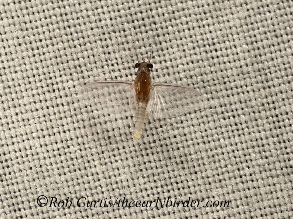 mayflies - The Early Birder