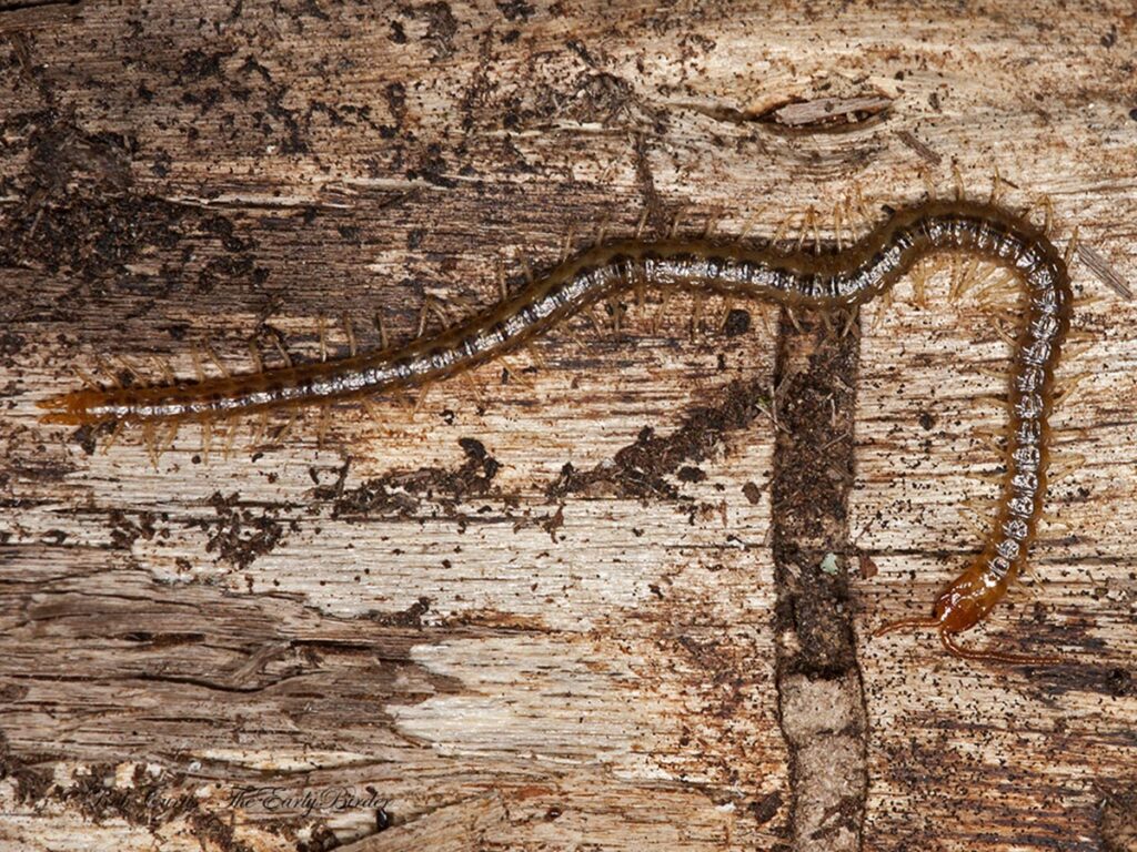 centipedes - The Early Birder