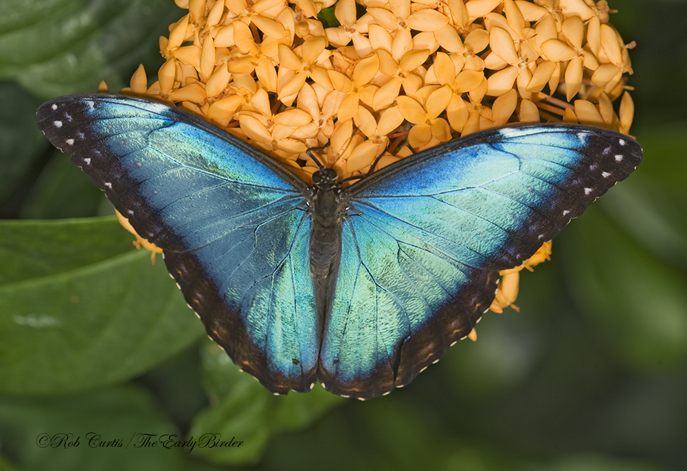 nymphalidae - The Early Birder