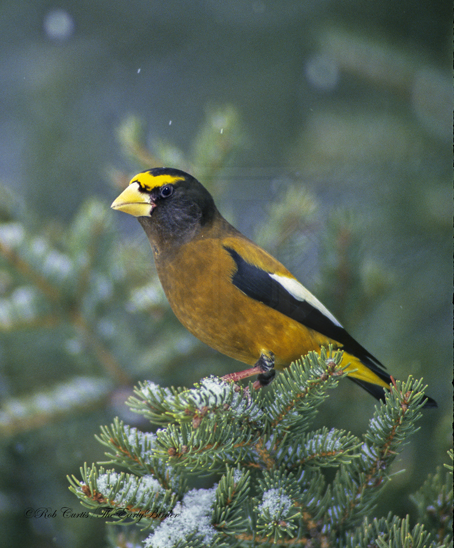 evening grosbeak - The Early Birder