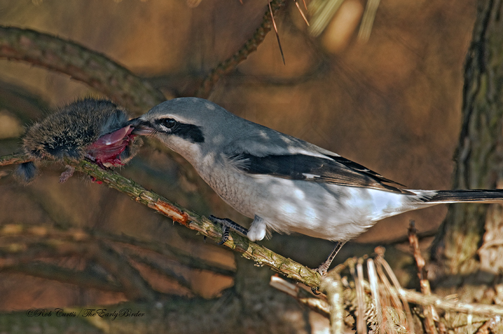 loggerhead-shrike - The Early Birder