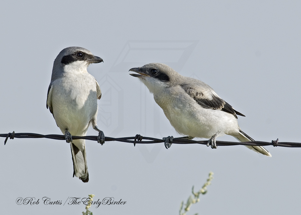 loggerhead-shrike - The Early Birder