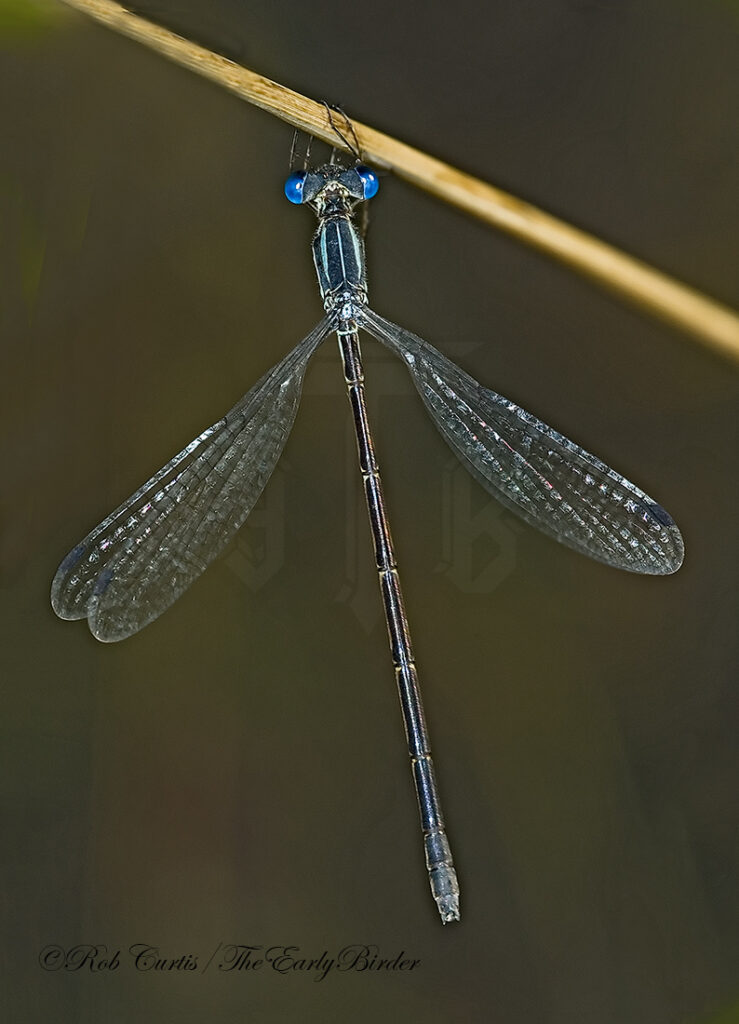 lestidae - The Early Birder