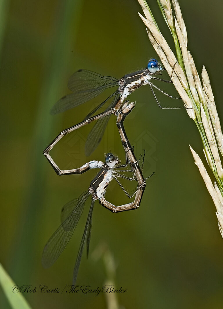 lestidae - The Early Birder
