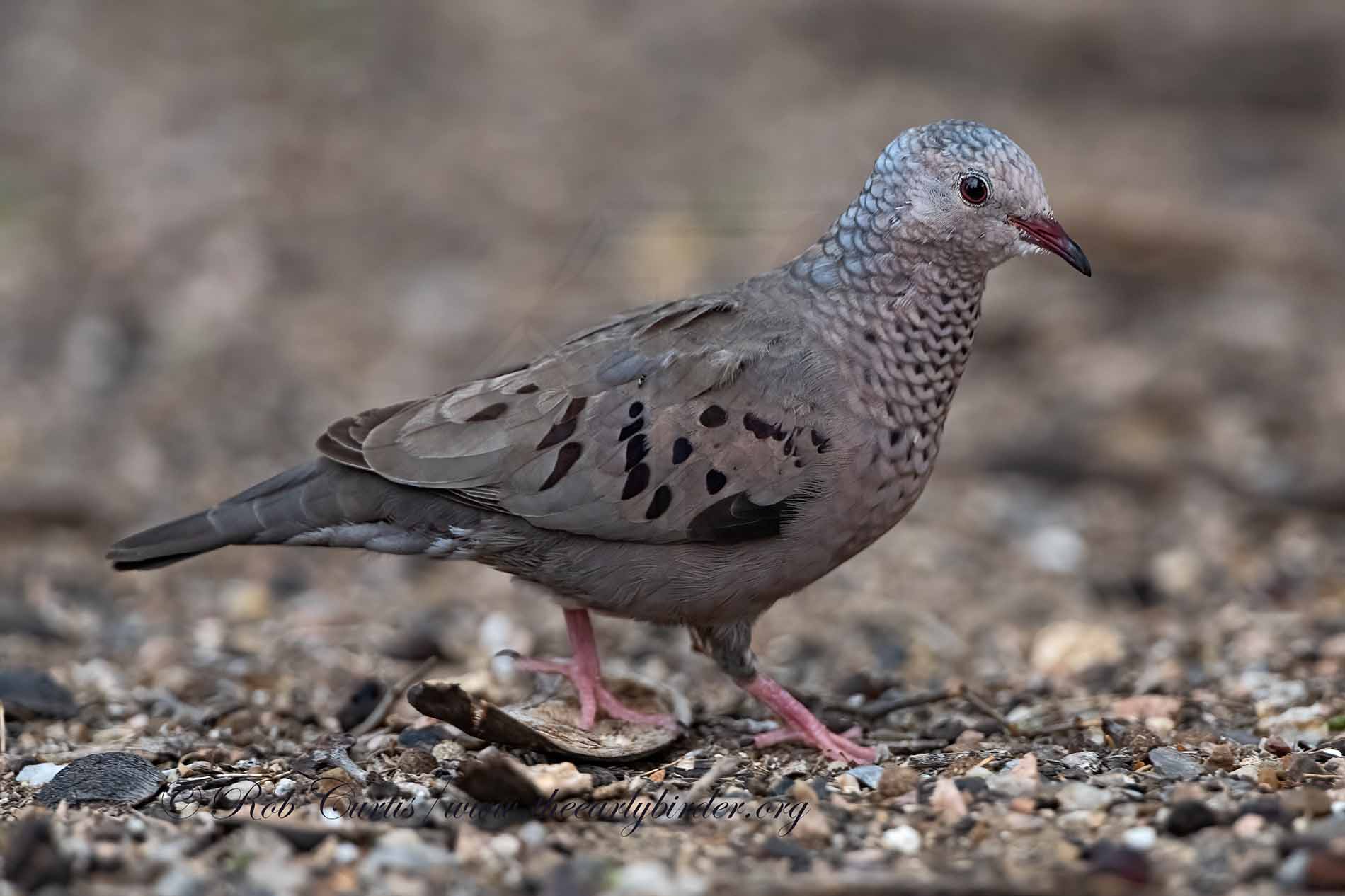 columbidae - The Early Birder