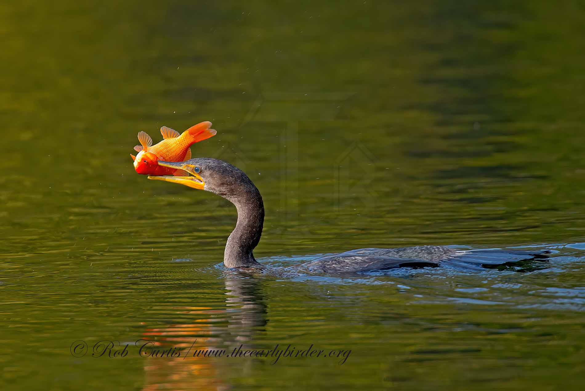 Suliformes - The Early Birder