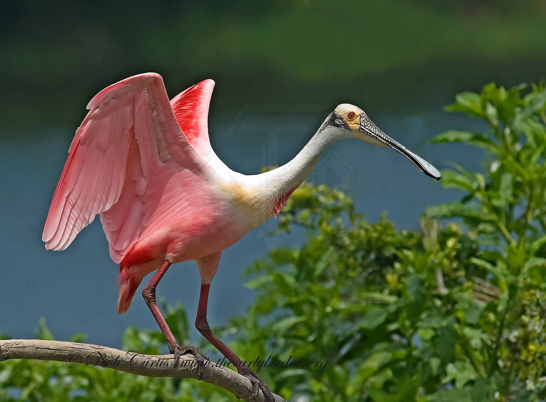 pelicans - The Early Birder