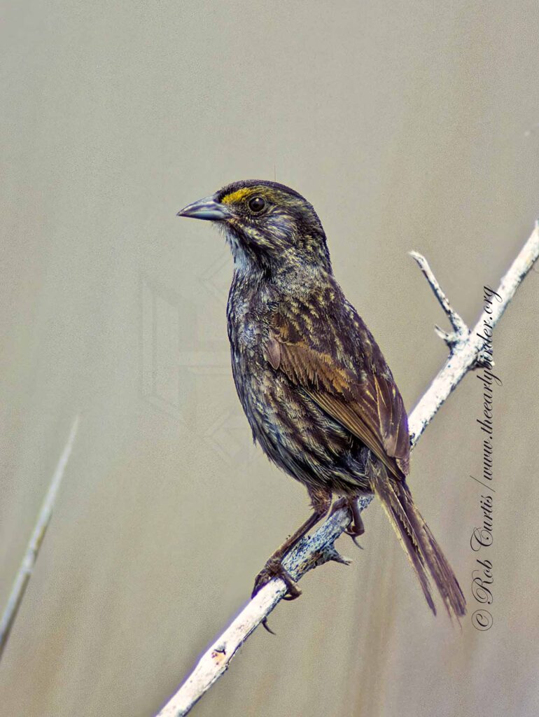 sparrows - The Early Birder