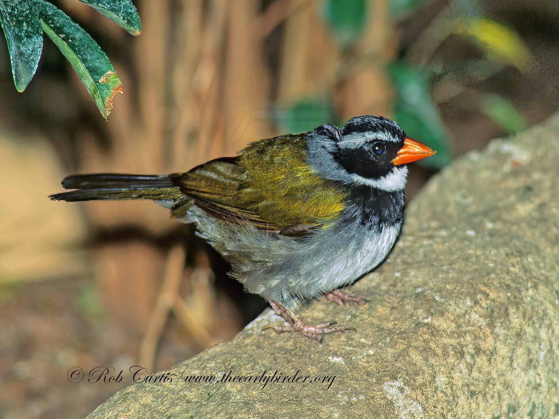 sparrows - The Early Birder