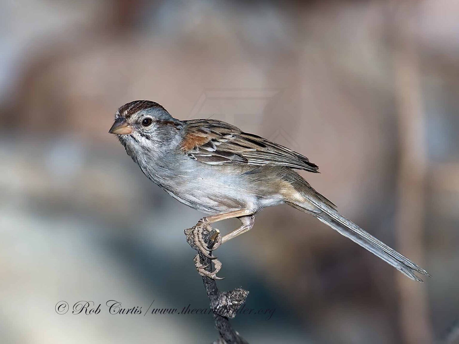 sparrows - The Early Birder
