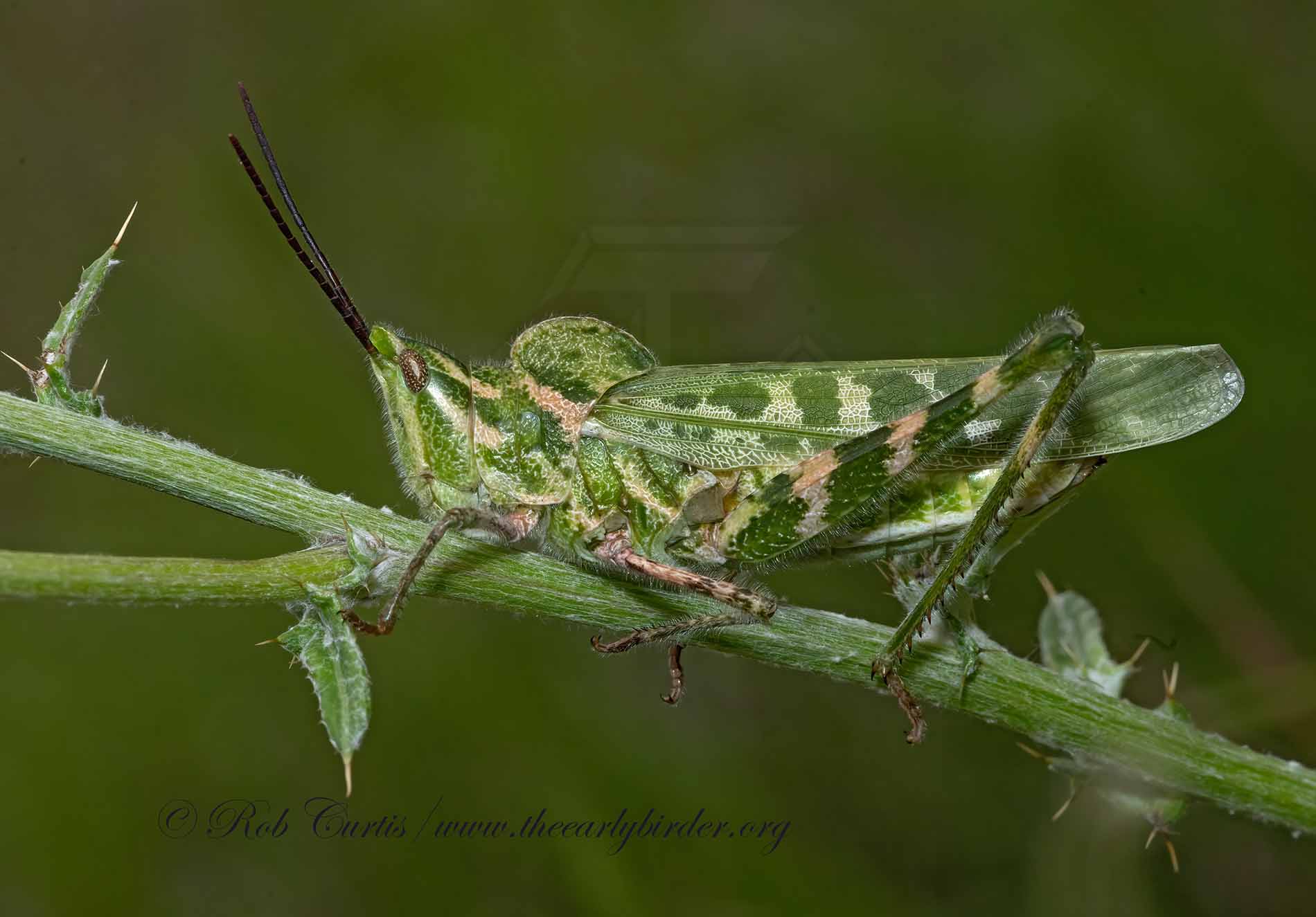 orthoptera - The Early Birder