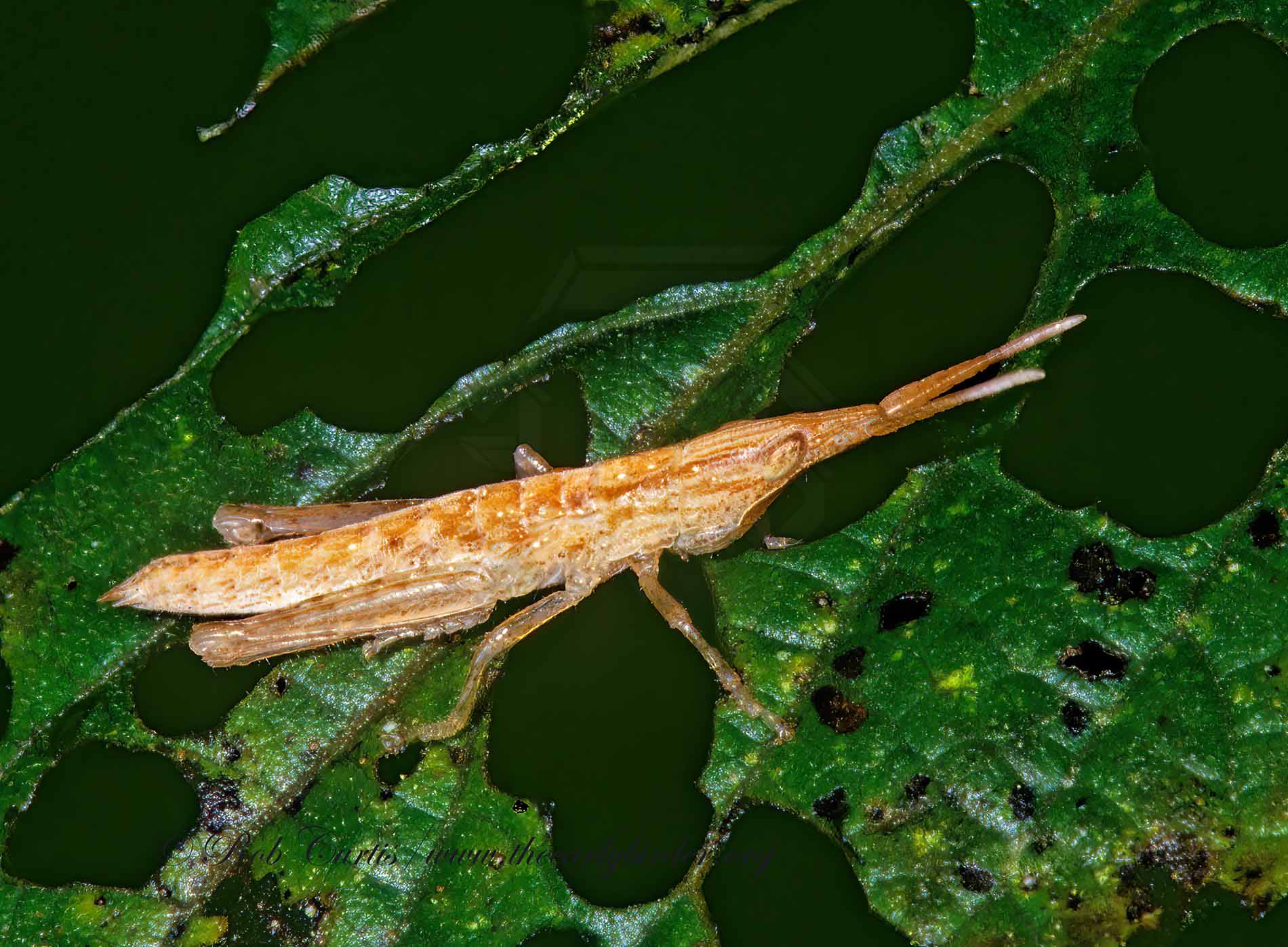 orthoptera - The Early Birder