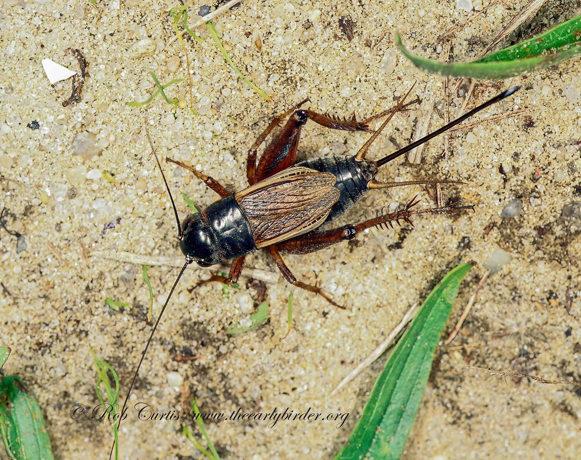 orthoptera - The Early Birder