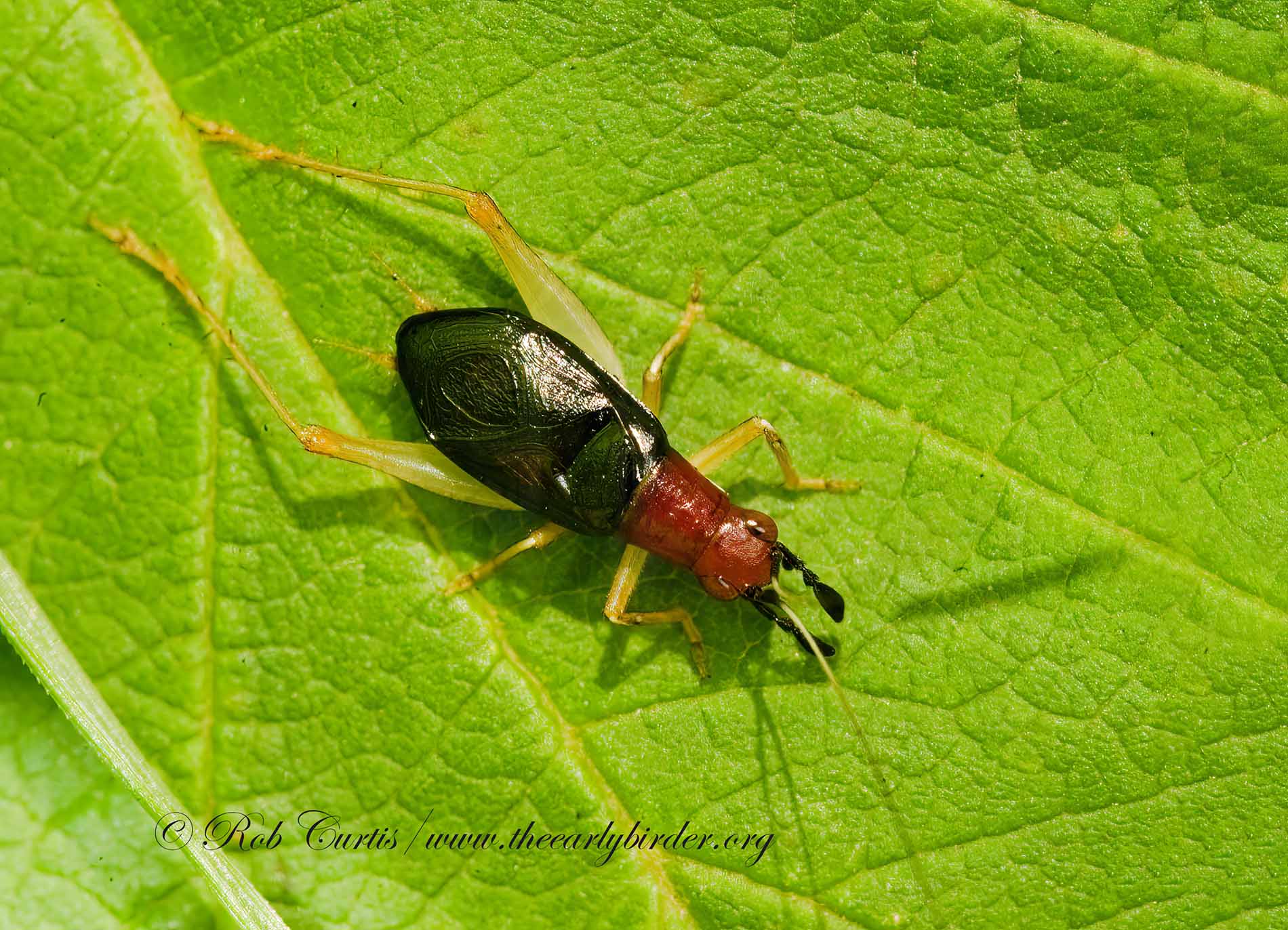 orthoptera - The Early Birder