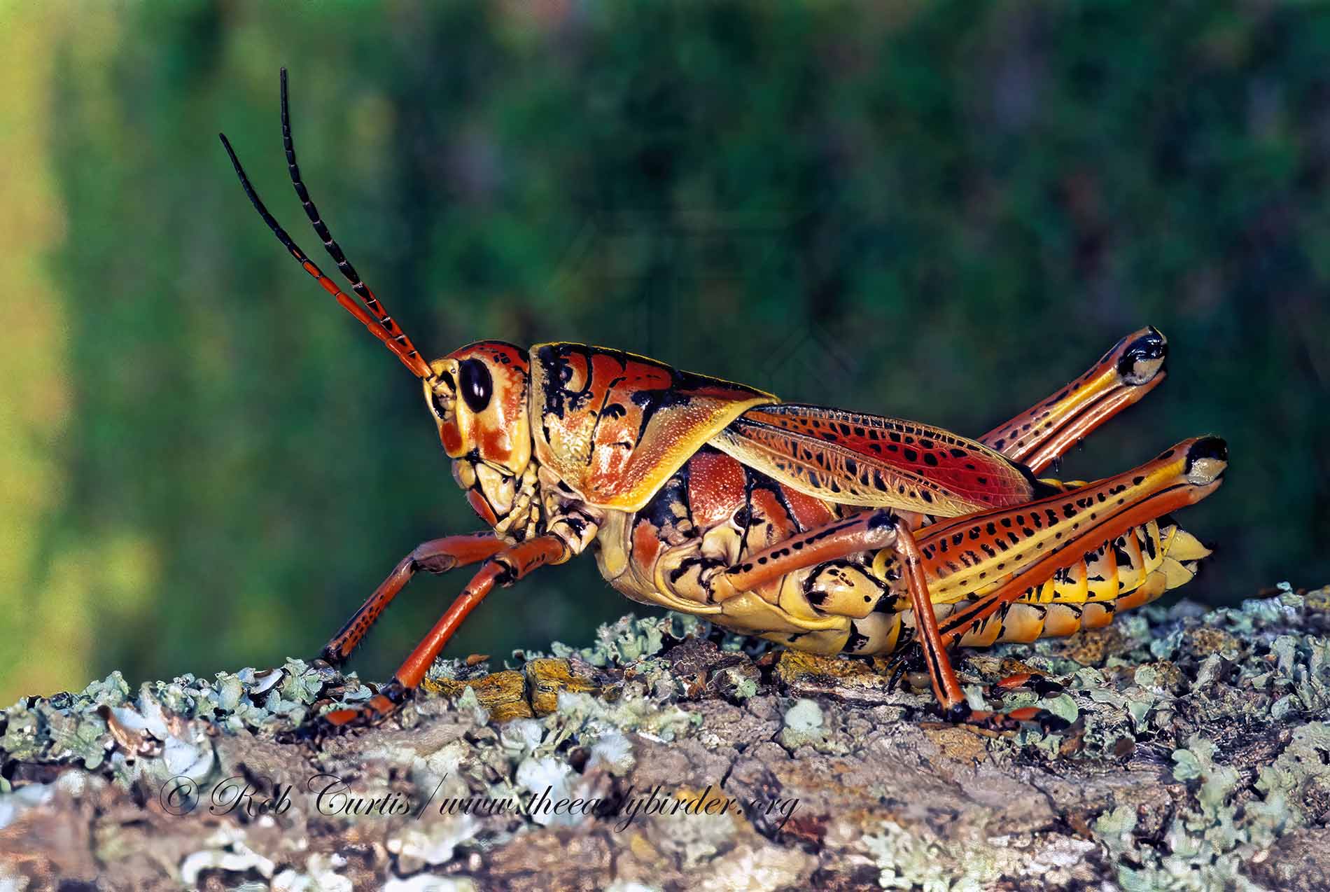 orthoptera - The Early Birder