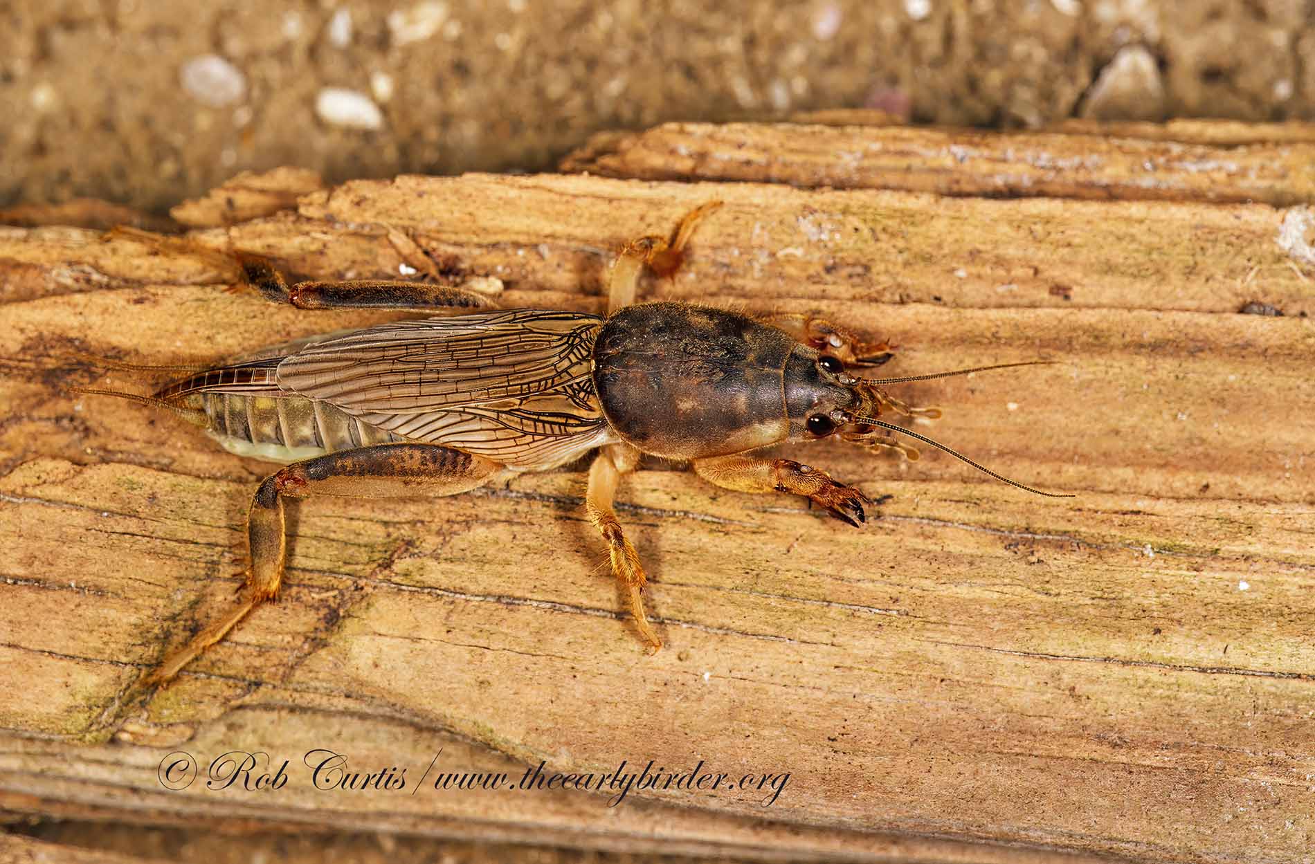 orthoptera - The Early Birder