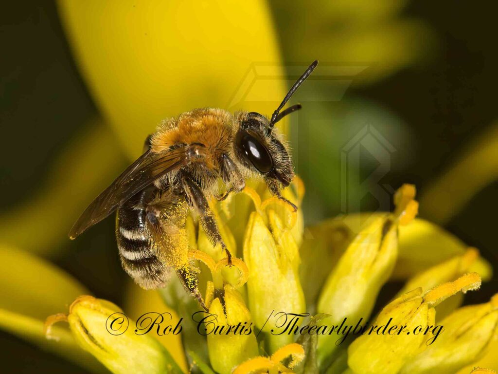 hymenoptera - The Early Birder