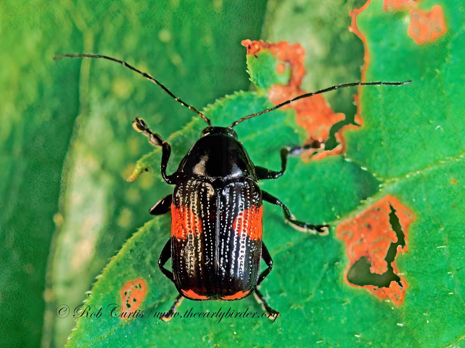 beetles - The Early Birder