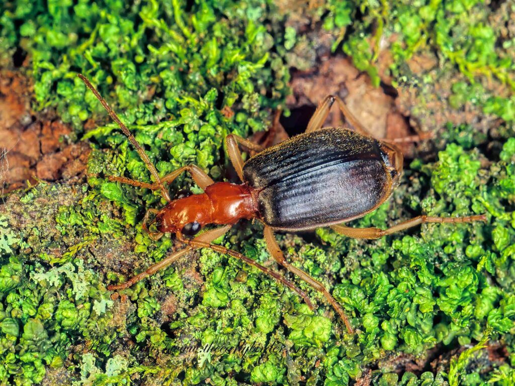beetles - The Early Birder