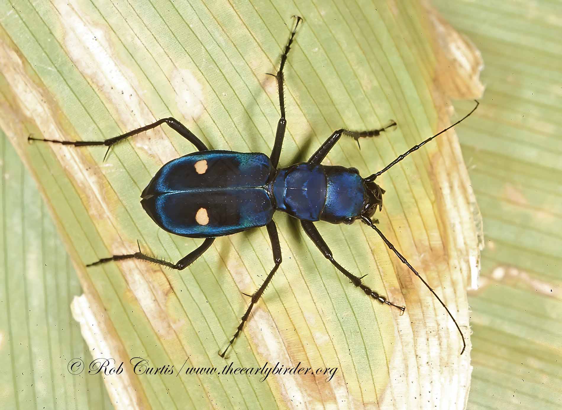 beetles - The Early Birder