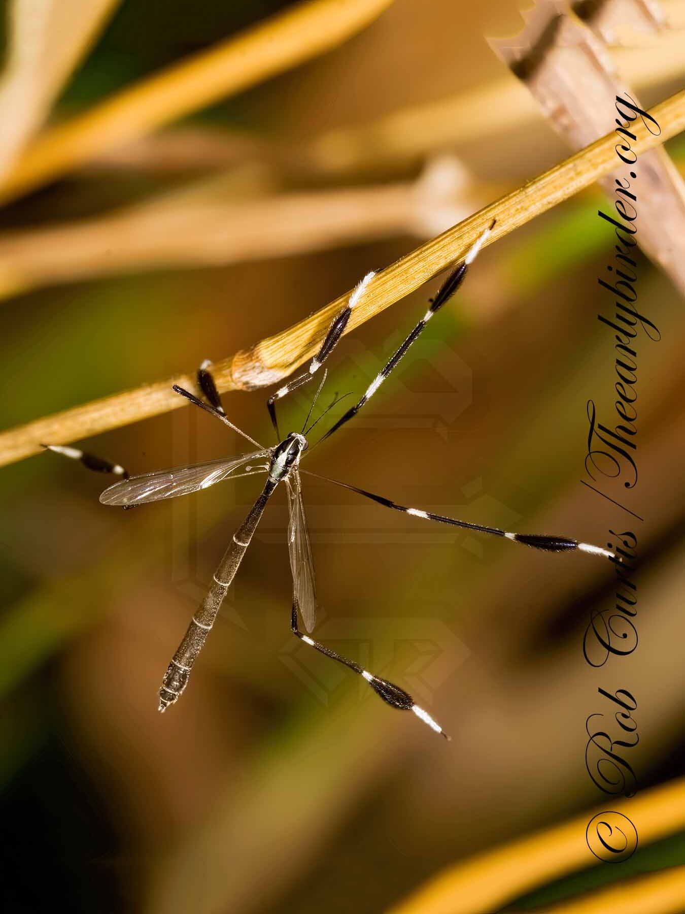 flies - The Early Birder