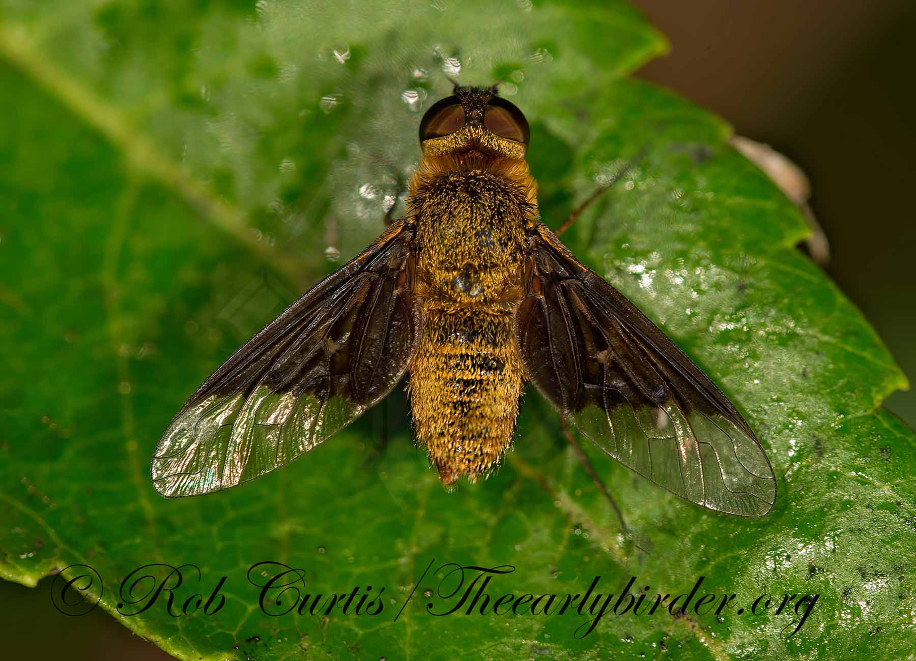 flies - The Early Birder