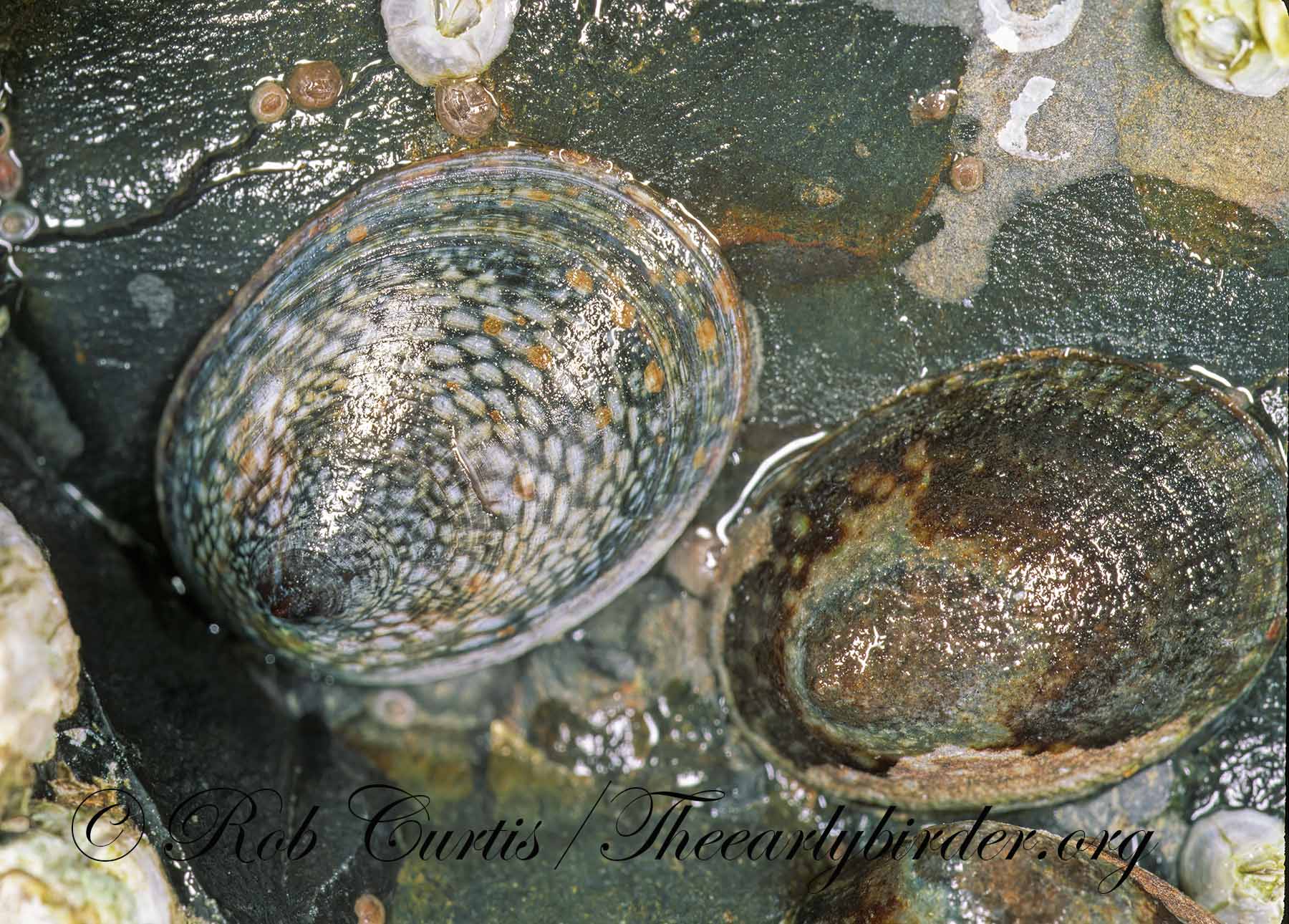 molluscs - The Early Birder