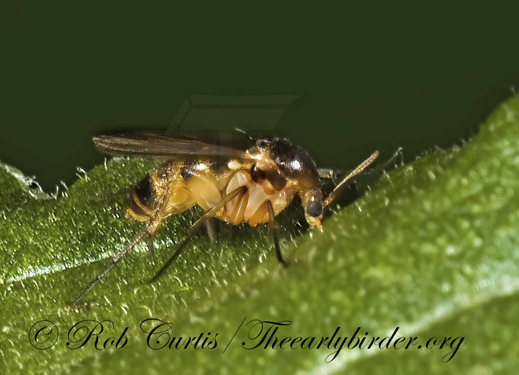 flies - The Early Birder