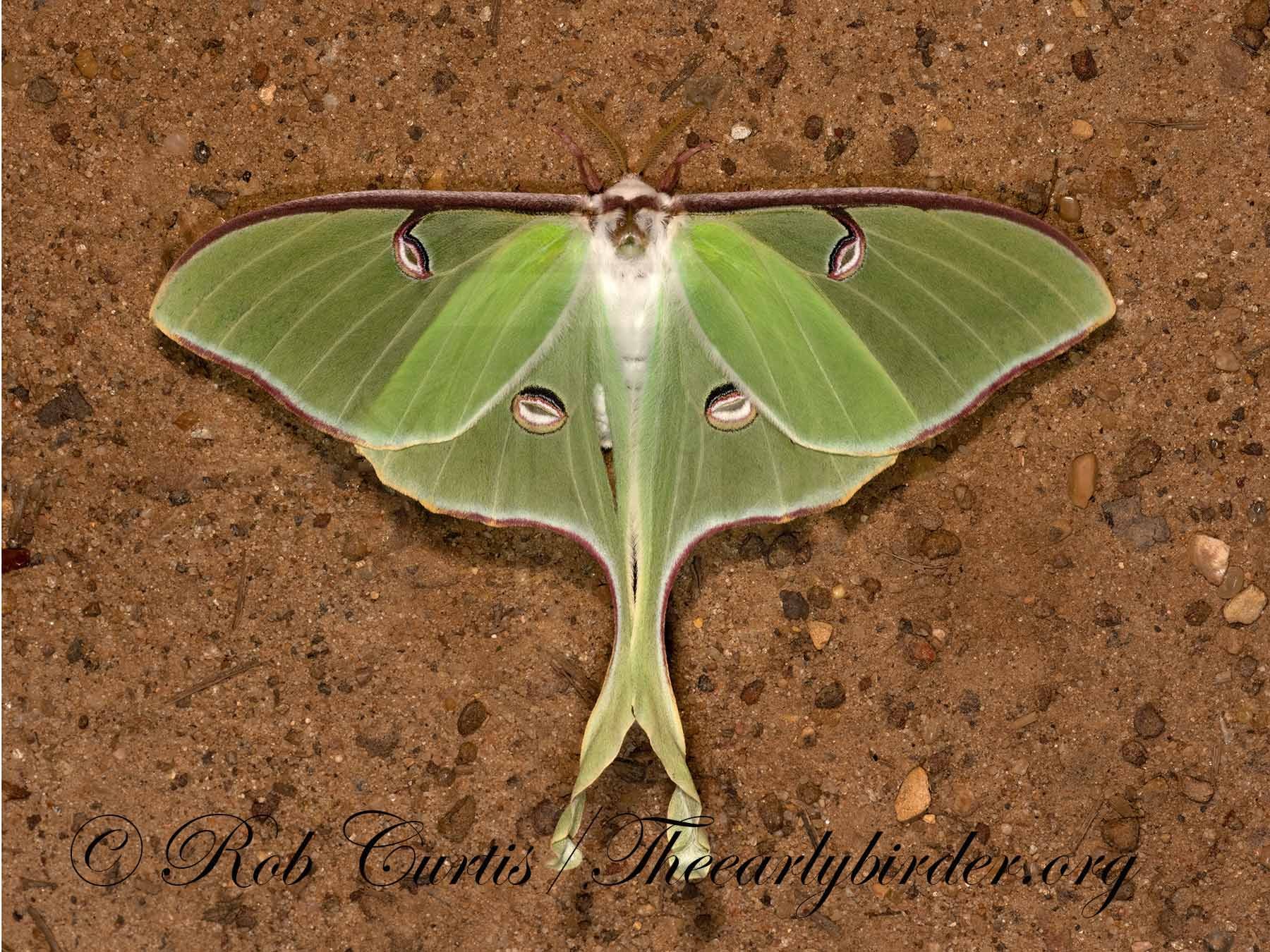 lepidoptera - The Early Birder
