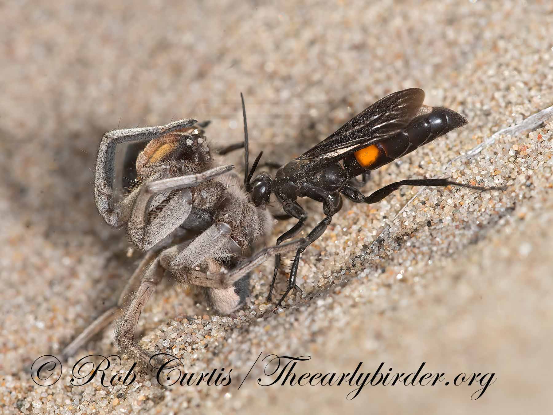 hymenoptera - The Early Birder