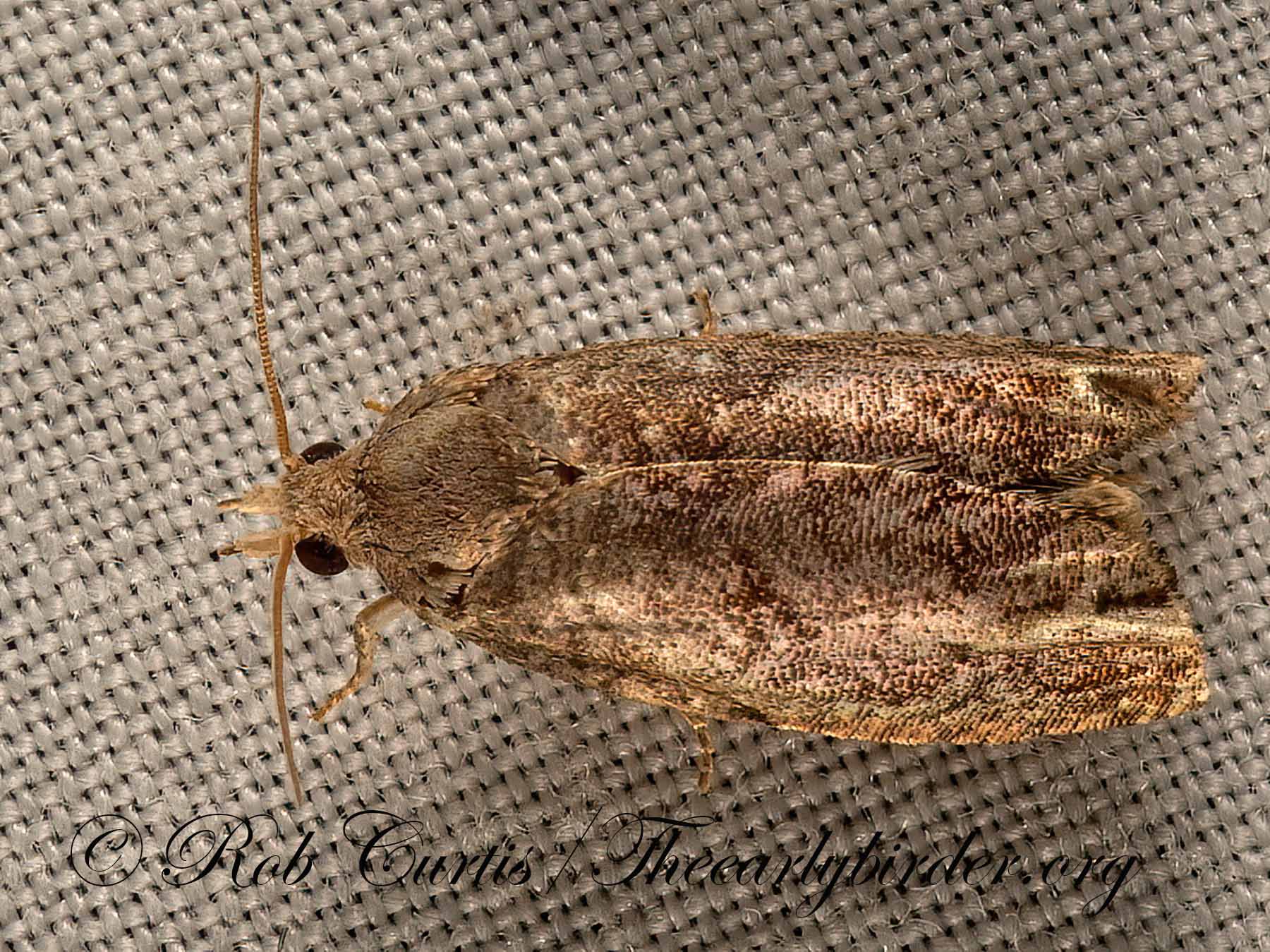 lepidoptera - The Early Birder