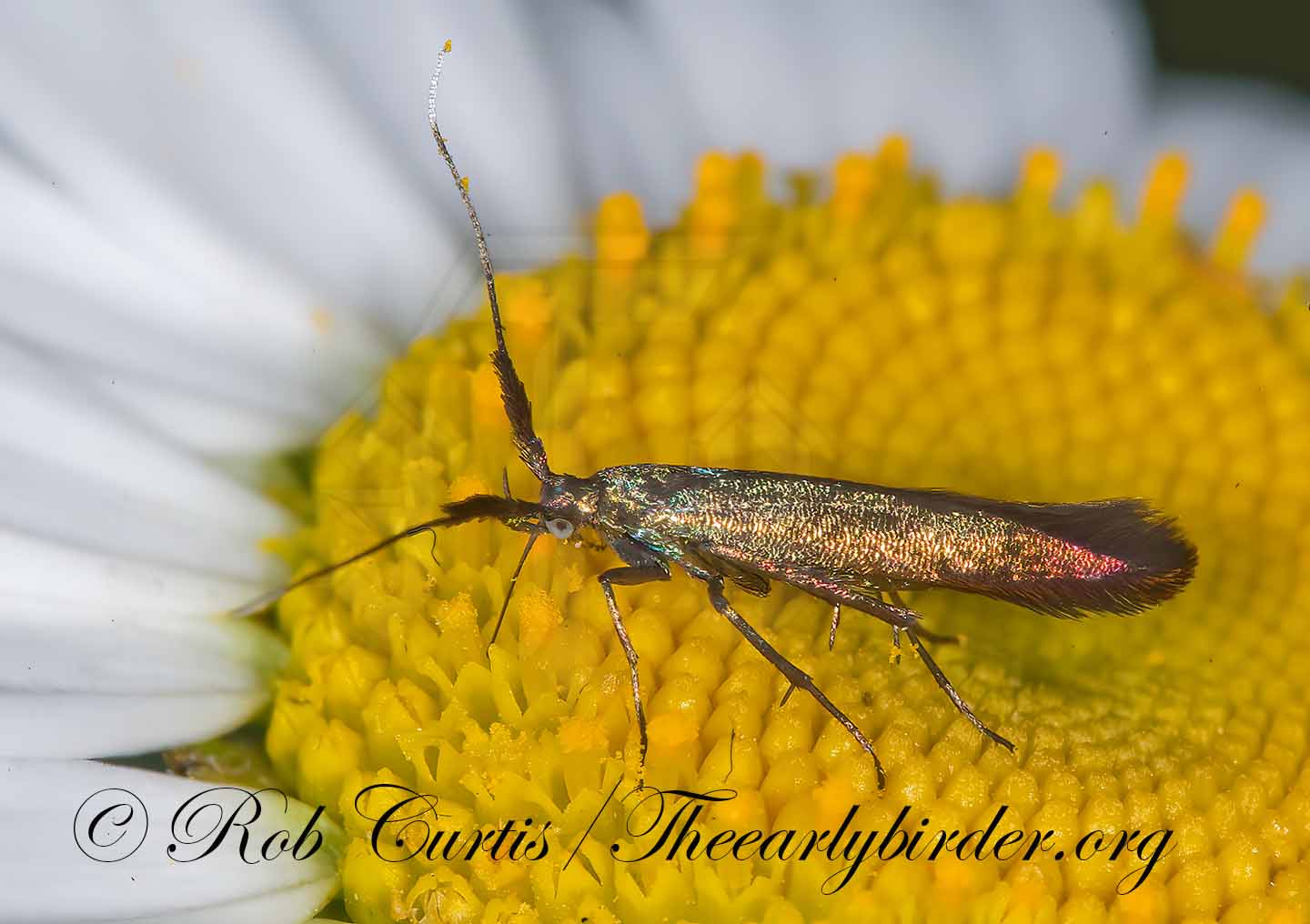lepidoptera - The Early Birder
