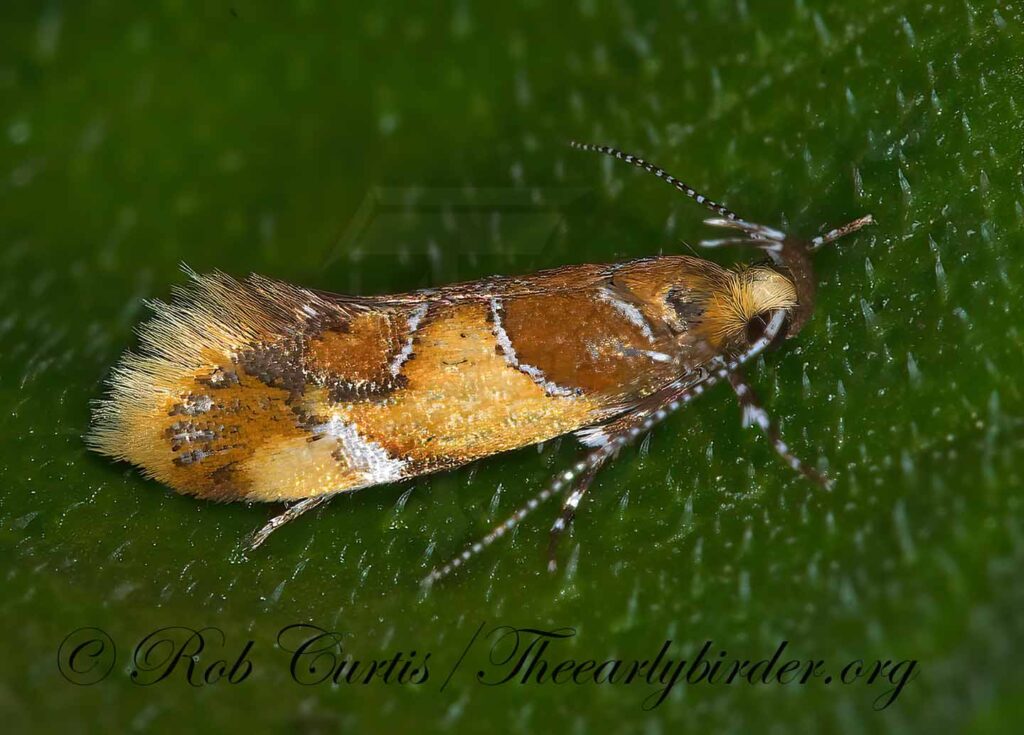 lepidoptera - The Early Birder