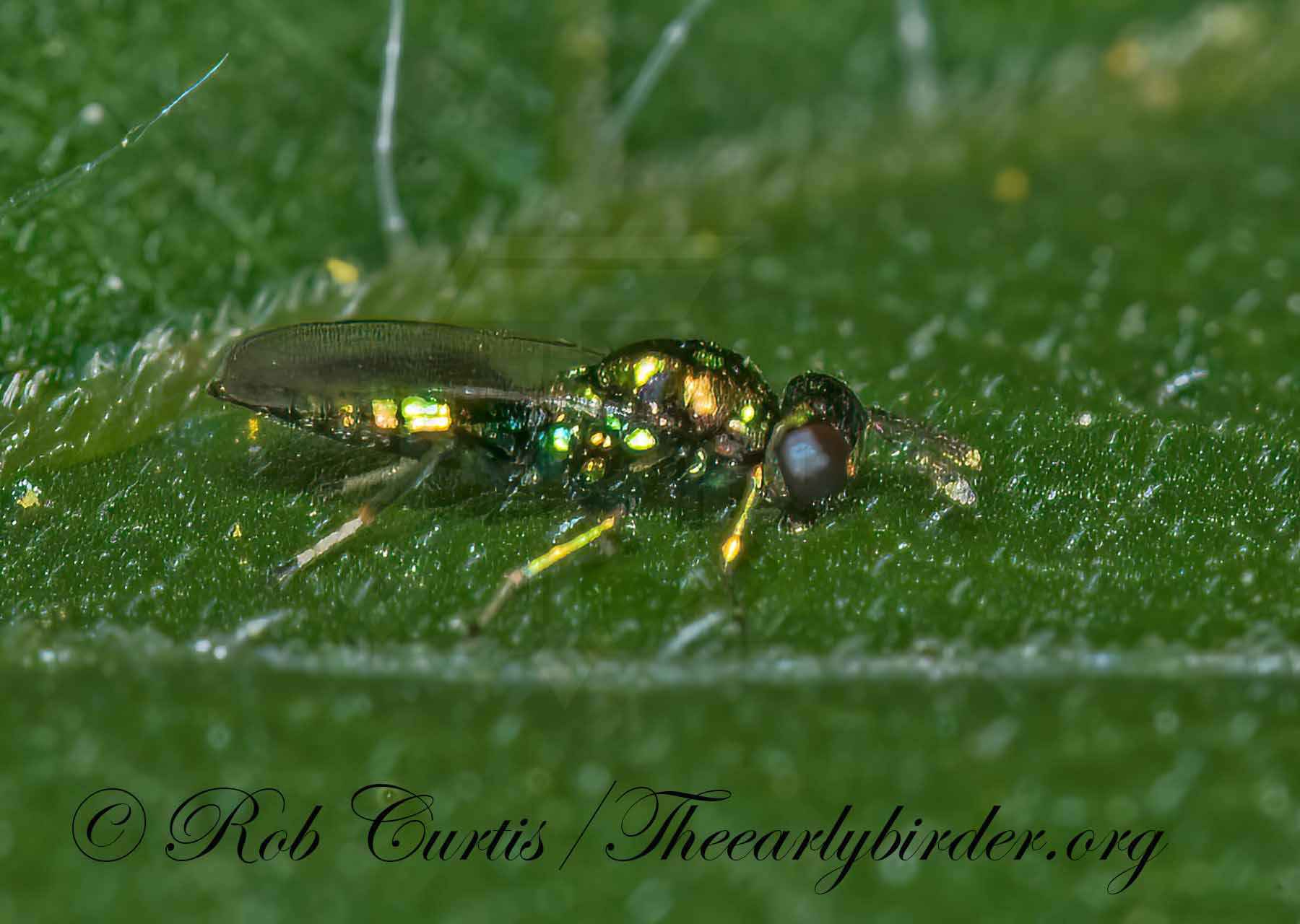 hymenoptera - The Early Birder