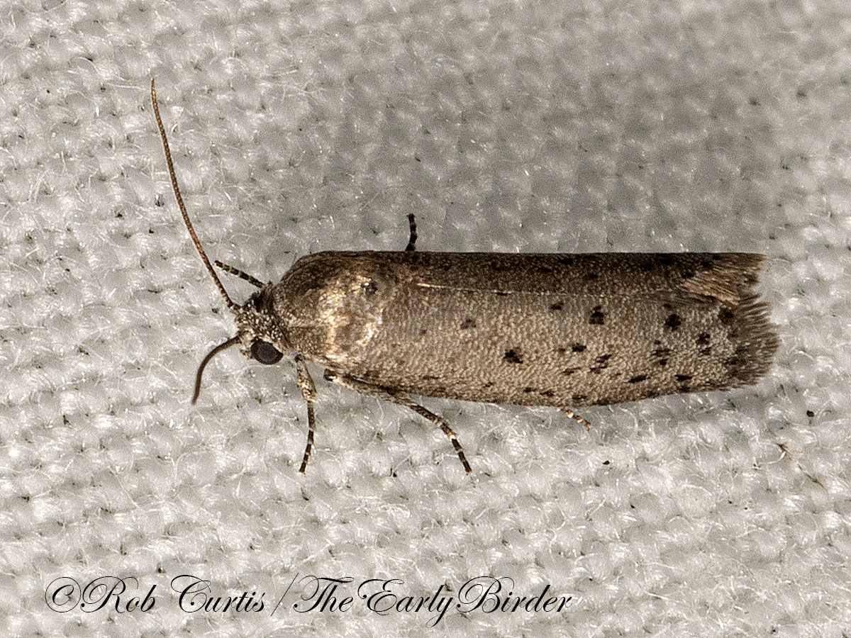 lepidoptera - The Early Birder