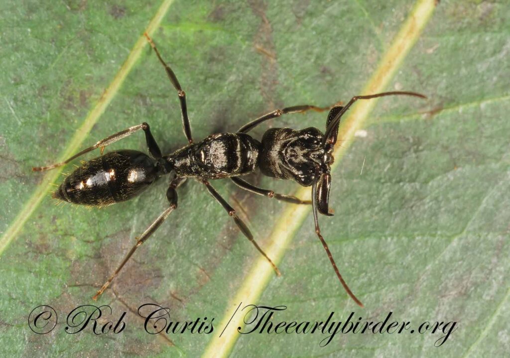hymenoptera - The Early Birder