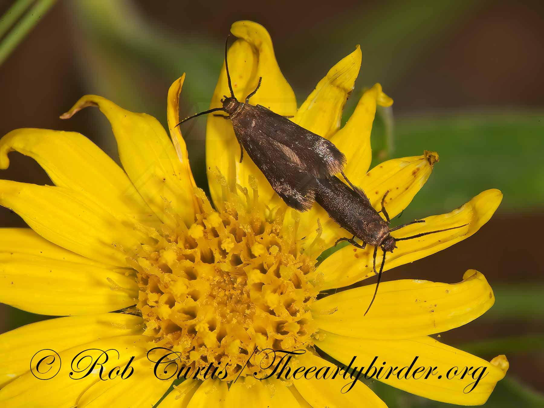 lepidoptera - The Early Birder