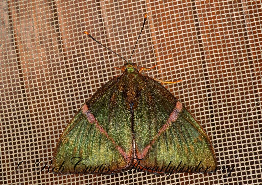 lepidoptera - The Early Birder