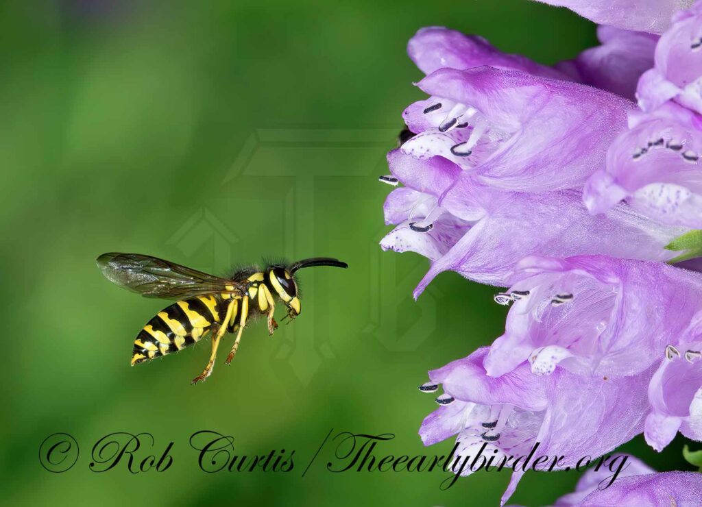 hymenoptera - The Early Birder