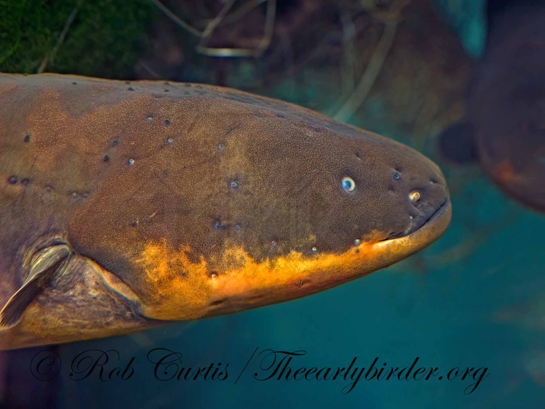 fish - The Early Birder