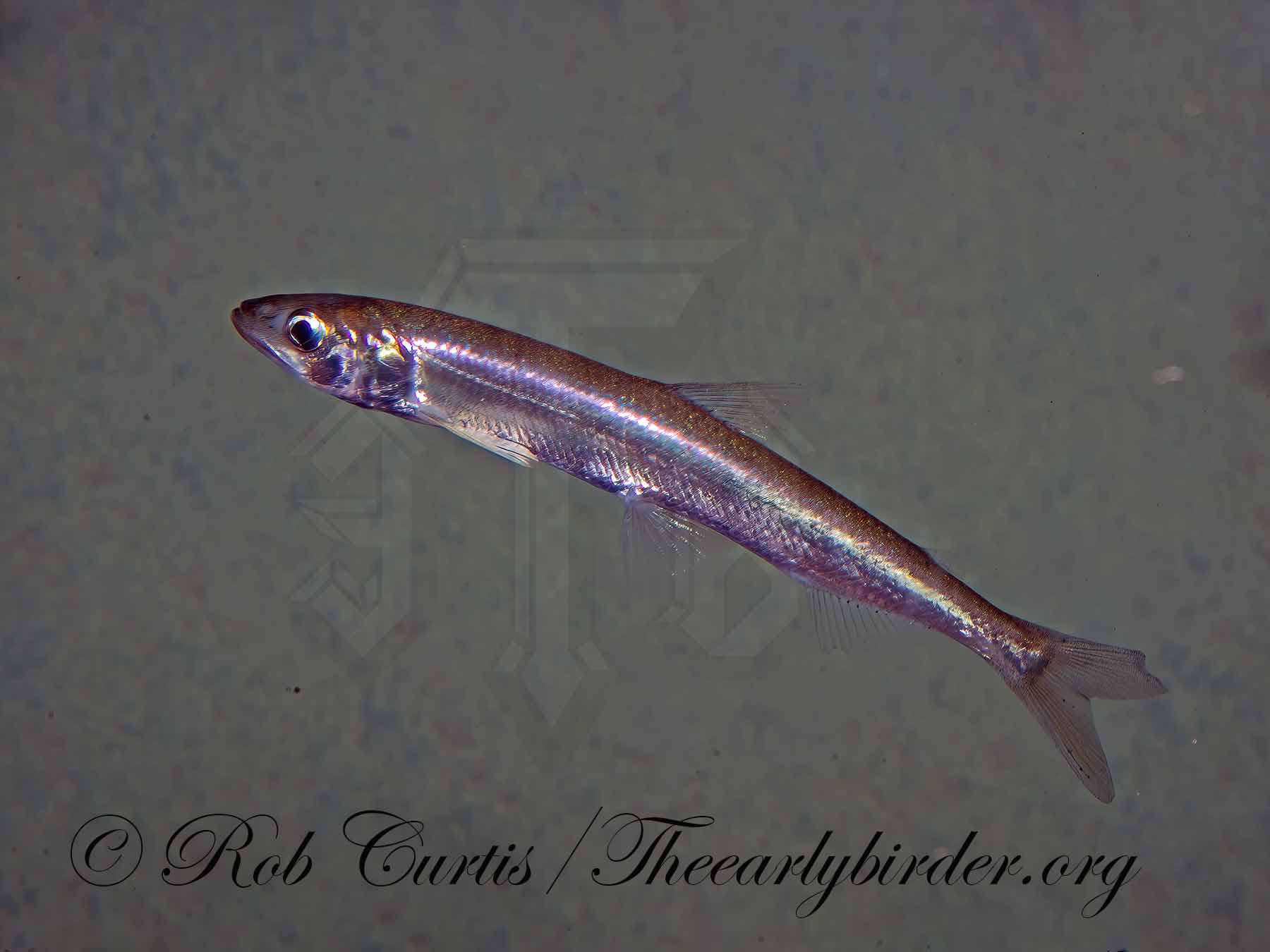 fish - The Early Birder