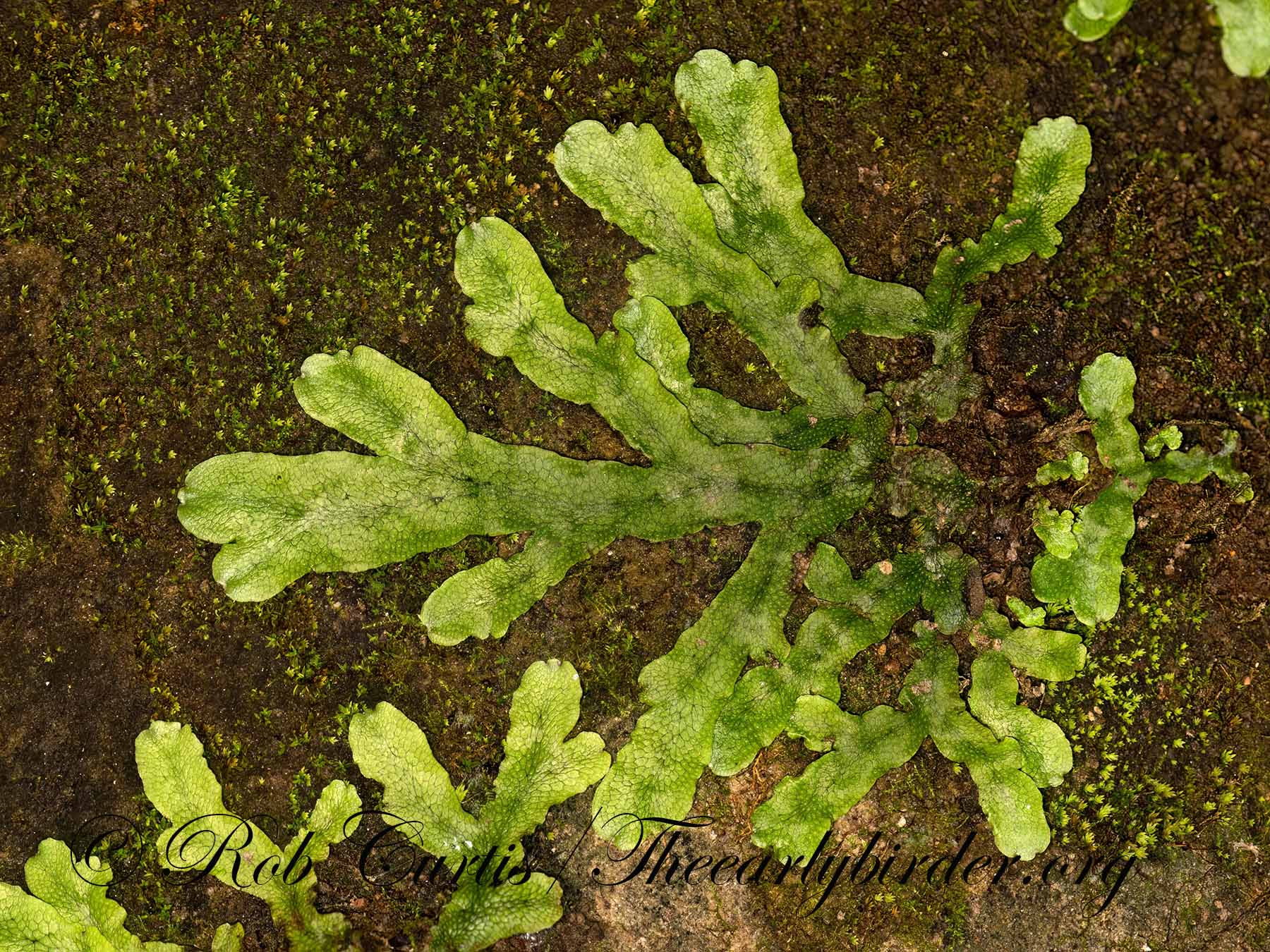 plants - The Early Birder