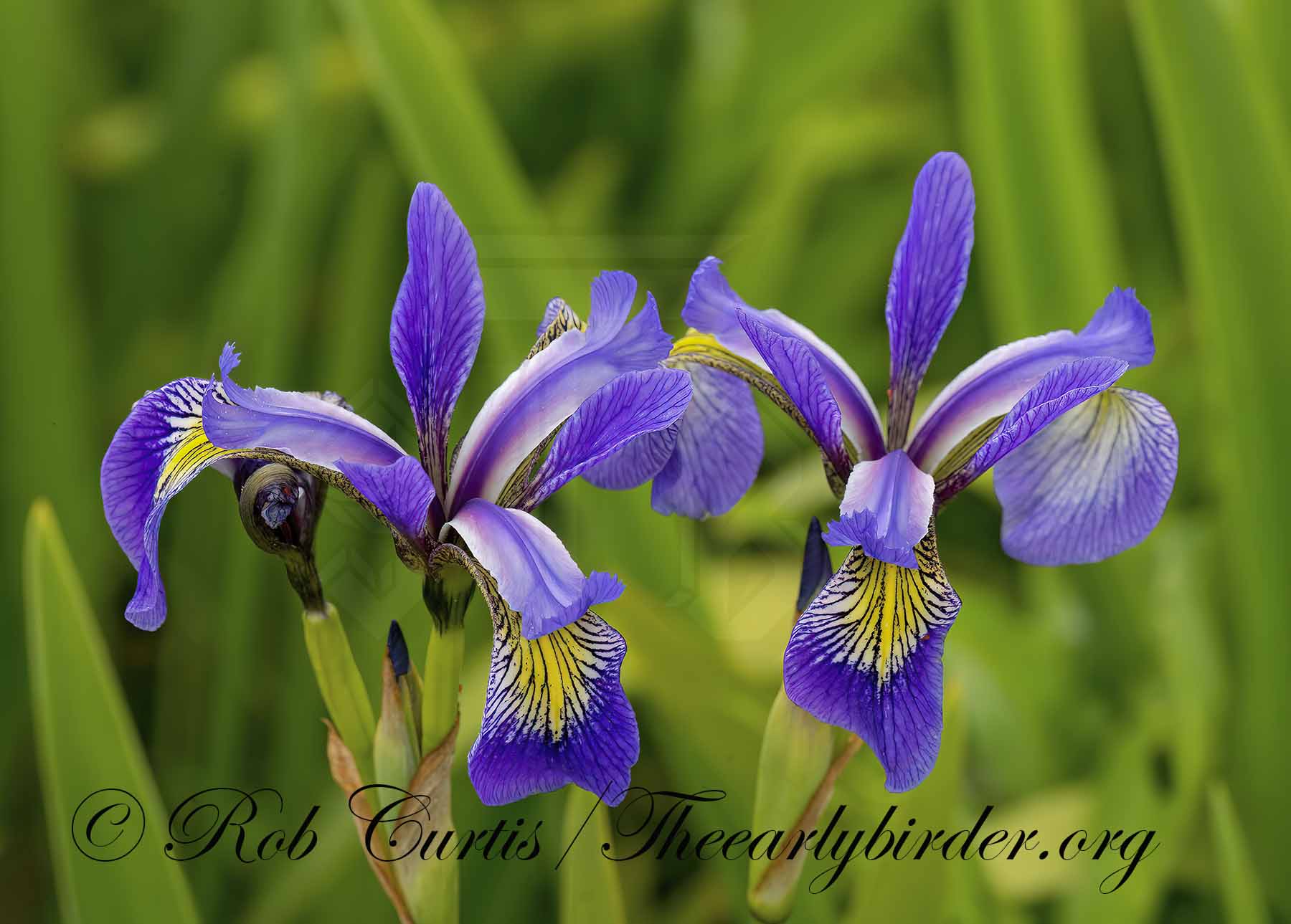 plants - The Early Birder