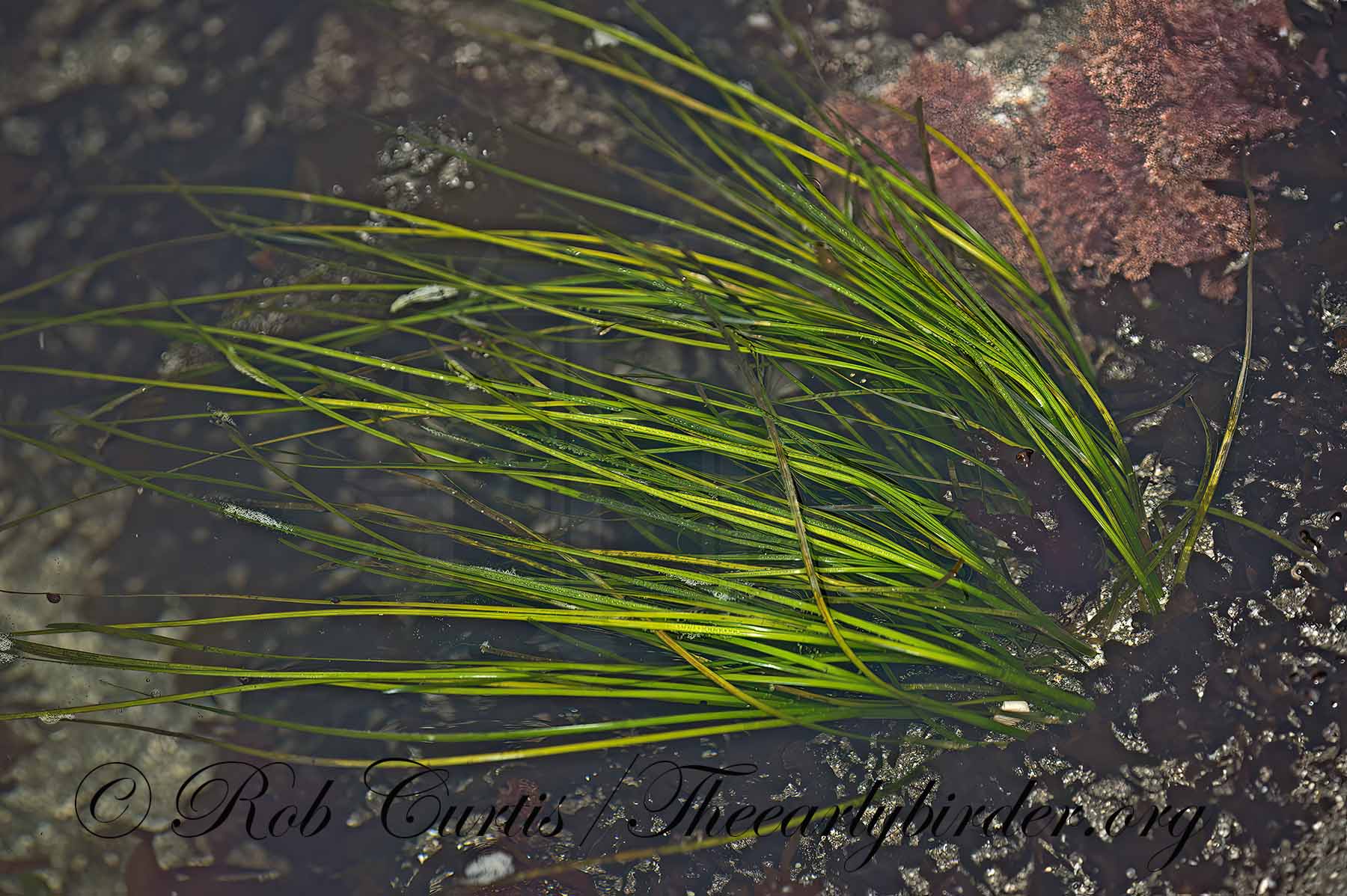 plants - The Early Birder